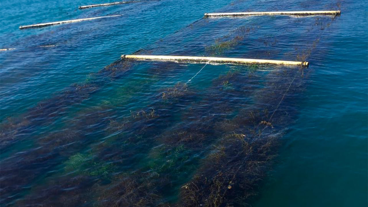 Sobre nós - Bio Algas